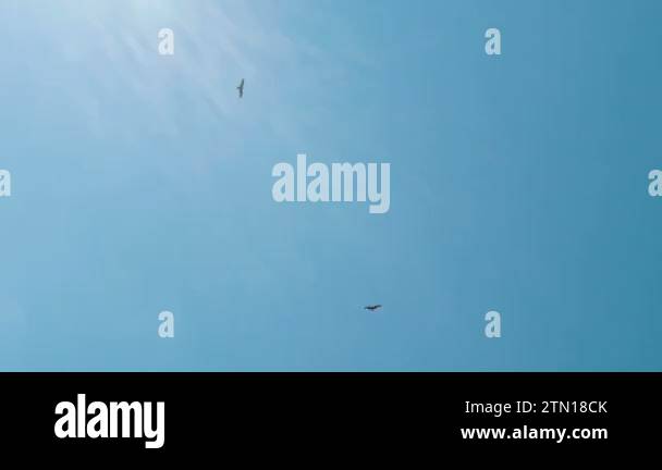 Sky dance of kite Stock Videos & Footage - HD and 4K Video Clips - Alamy