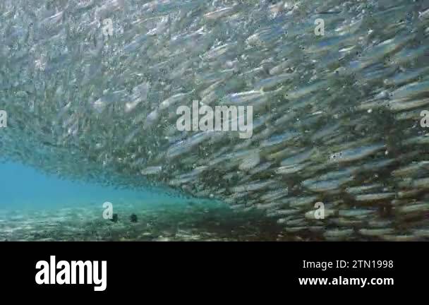 Camera moves forward to follow large accumulations of Hardyhead ...