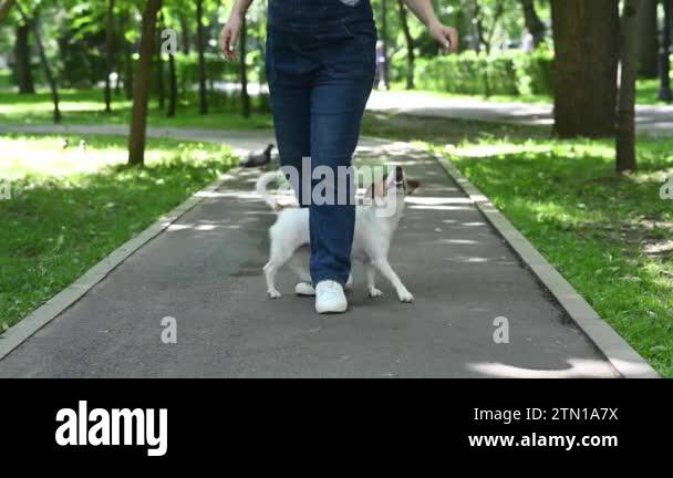 Jack Russell Terrier performs a snake command for the owner. Dog runs ...