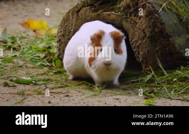 Pig natural habitat Stock Videos & Footage - HD and 4K Video Clips - Alamy