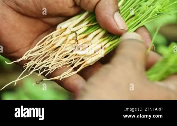 An expert checks and trims the roots of fresh sandalwood or plant ...