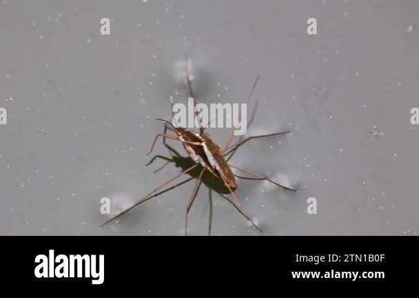 Couple of water striders on garden pond surface showing mating habits ...