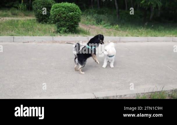 Two dogs meeting in a park, sniffing each other with noses Stock Video ...