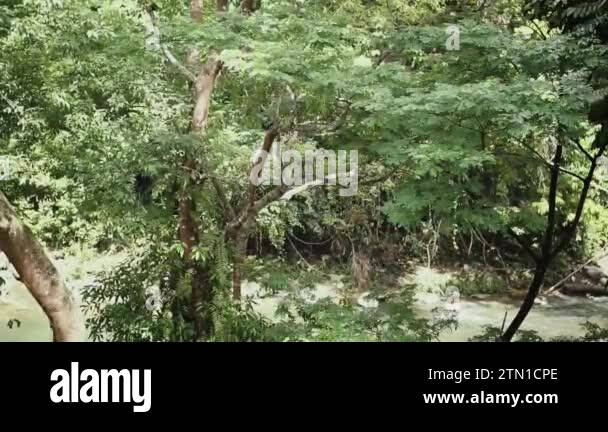 Monkey playing on a tree branch, native to Indonesia, at Ecotourism ...