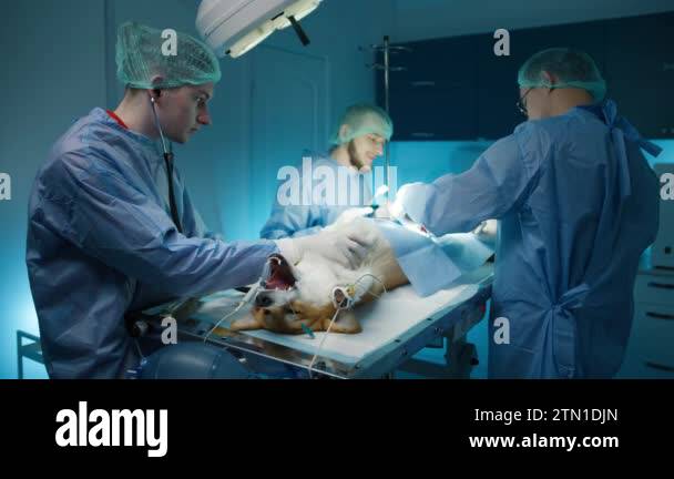 Three professional veterinarians performing surgery on dog urinary ...