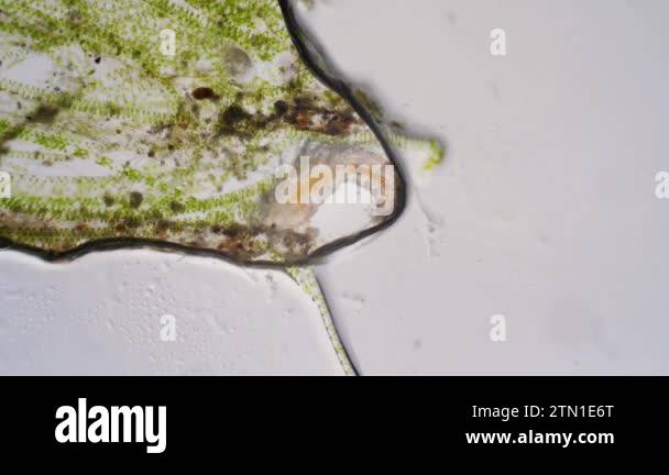 Life under the microscope Stock Videos & Footage - HD and 4K Video ...