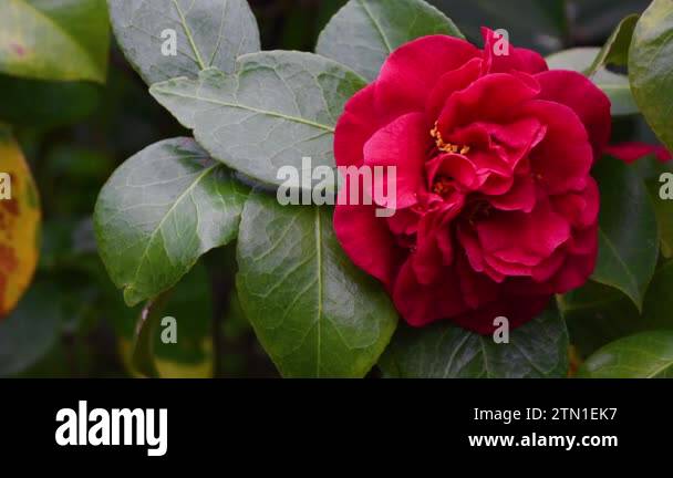 Genus theaceae Stock Videos & Footage - HD and 4K Video Clips - Alamy