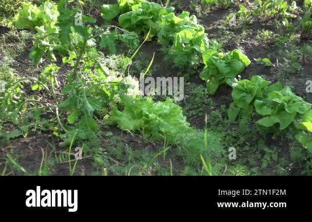Vegetable and flower plot Stock Videos & Footage - HD and 4K Video ...