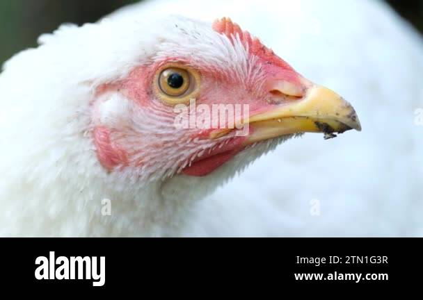 Chicken in the village. Enlarged image of a white chickens head ...