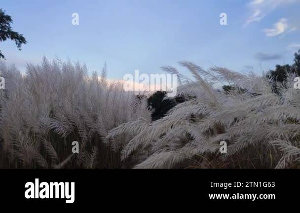 Saccharum spontaneum. Also known as Fodder Cane, WildSugarcane, Wild ...