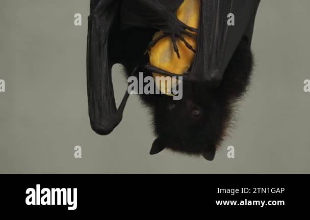 Mango island fiji Stock Videos & Footage - HD and 4K Video Clips - Alamy