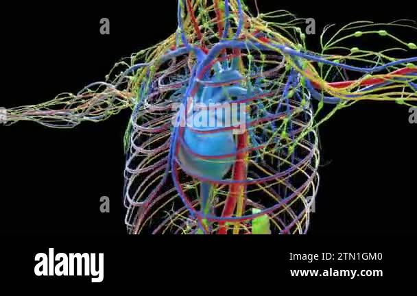Human heart circulatory system anatomy for medical concept 3D Animation ...
