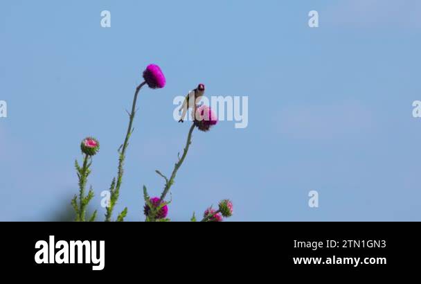 Donkey bird Stock Videos & Footage - HD and 4K Video Clips - Alamy