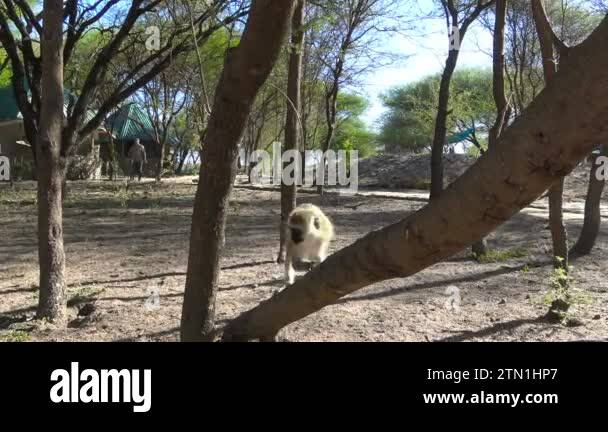 Vervet monkey. Safari - journey through the African Savannah. Tanzania ...