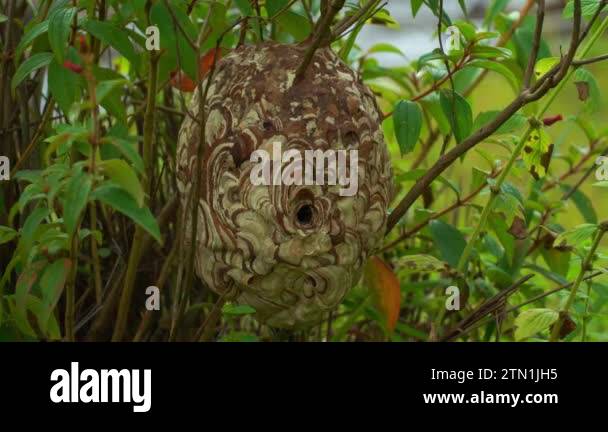 Wasps are extremely poisonous.The wasp builds a nest at the base of a ...