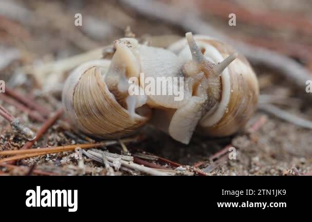 Gastropoda snails a Stock Videos & Footage - HD and 4K Video Clips - Alamy