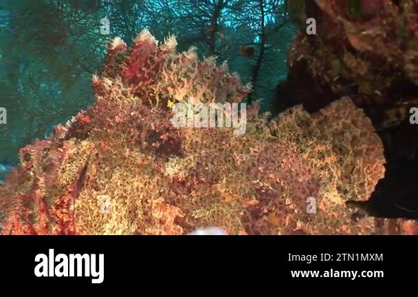 Dangerous poisonous stone fish in coral of underwater landscape in Red ...