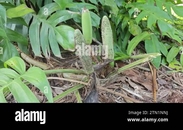 The fruit of Monstera deliciosa the creeping green plant Stock Video ...