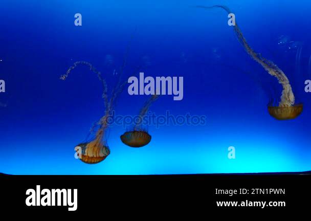 Japan marine life Stock Videos & Footage - HD and 4K Video Clips - Alamy