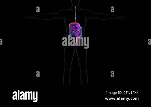 The human digestive system consists of the gastrointestinal tract plus ...