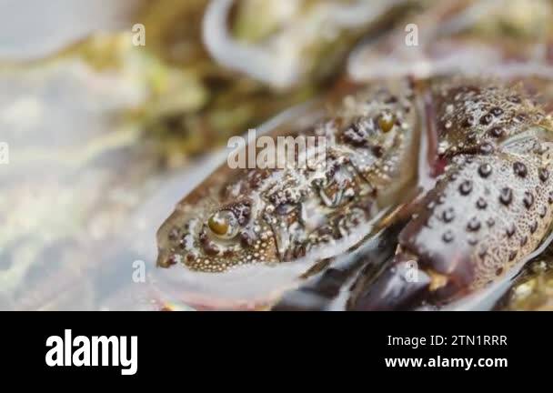 Spiny sea shell Stock Videos & Footage - HD and 4K Video Clips - Alamy