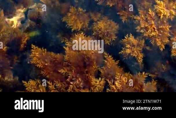 Green seagrass hover in the water. Seaweed is a common aquatic plant ...