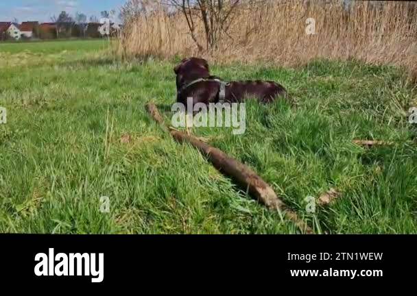 Labrador retriever, Canis lupus familiaris on a grass field. Healthy ...