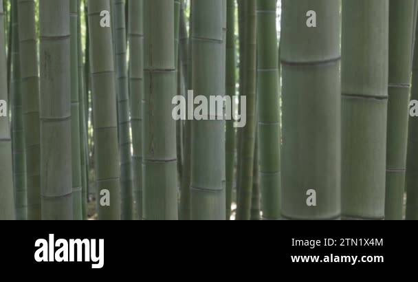 Green bamboo forest in spring Stock Videos & Footage - HD and 4K Video ...