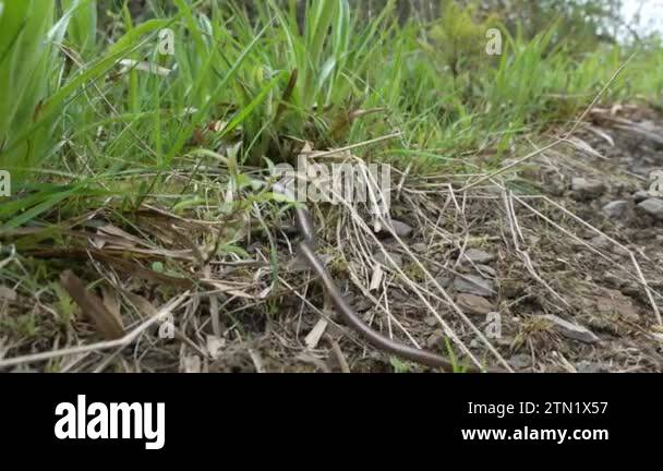 A deaf adder, also slow or blind worm, Angius fragilis, is a legless ...