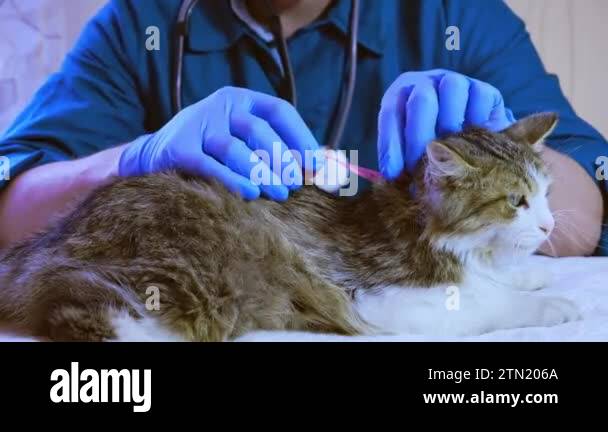 Vet doctor examines a cat in a veterinary office, an injection and ...