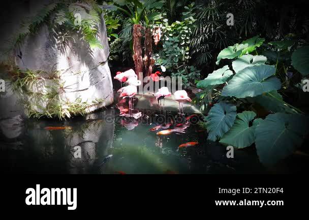 Pink carp Stock Videos & Footage - HD and 4K Video Clips - Alamy