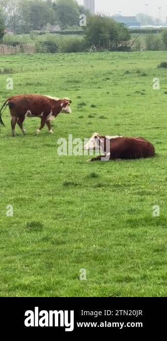 White cow lying down cows Stock Videos & Footage - HD and 4K Video ...