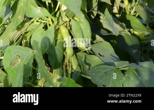 Garden bean leaf Stock Videos & Footage - HD and 4K Video Clips - Alamy