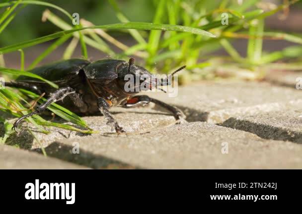 Moves antennas Stock Videos & Footage - HD and 4K Video Clips - Alamy