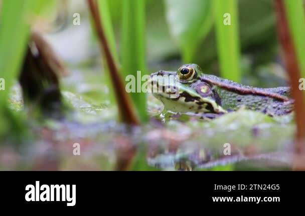 Shy big green frog hides in garden pond shows frog eyes in garden ...