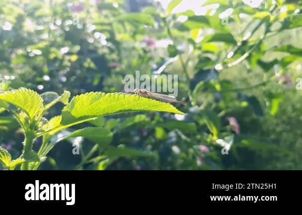 Blue tailed insects Stock Videos & Footage - HD and 4K Video Clips - Alamy