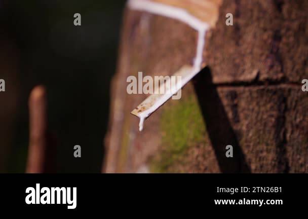 A video showing the rubber tapping method on how natural rubber is ...