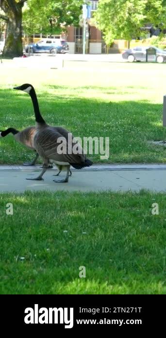 Brood of geese Stock Videos & Footage - HD and 4K Video Clips - Alamy