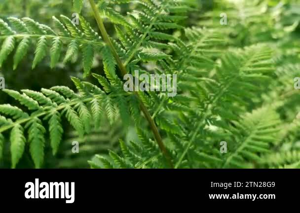 Simple fern leaf icon Stock Videos & Footage - HD and 4K Video Clips ...