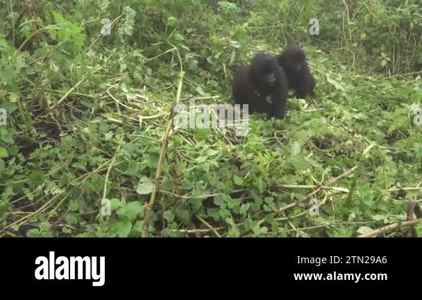 Gorillas playing Stock Videos & Footage - HD and 4K Video Clips - Alamy