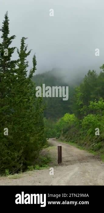 Explore the enigmatic woodlands as you soar through them in a vertical ...