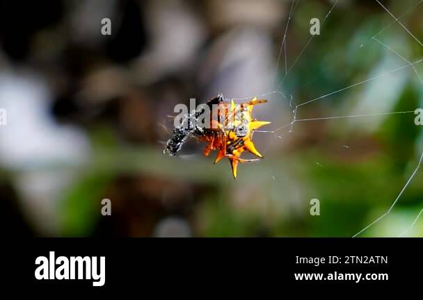 Spider battle Stock Videos & Footage - HD and 4K Video Clips - Alamy