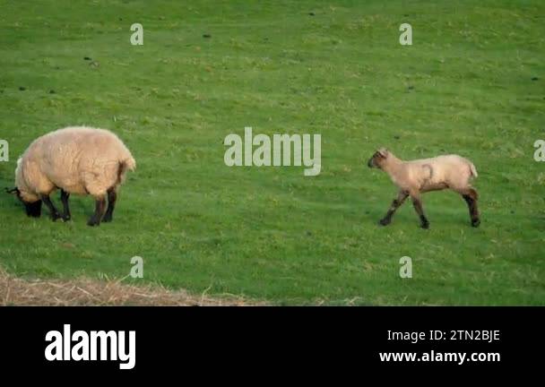 Lamb range Stock Videos & Footage - HD and 4K Video Clips - Alamy