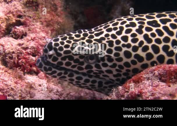 Moray sea Stock Videos & Footage - HD and 4K Video Clips - Alamy