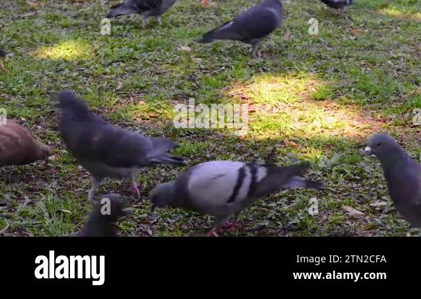 Beautiful Pigeon bird walking on grass in the square. Curious pigeons ...