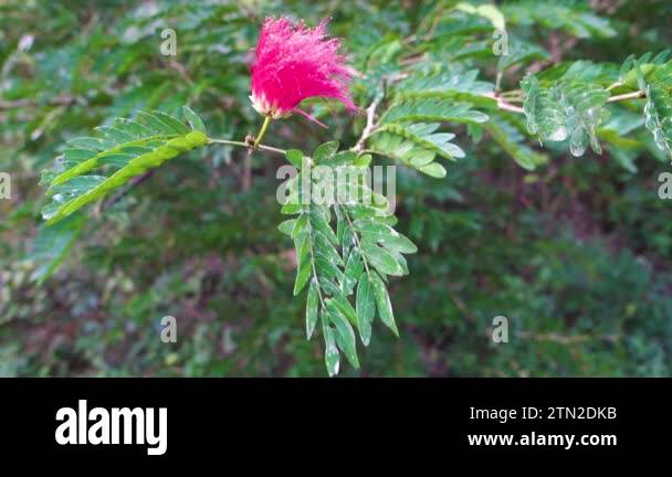 Leaves and flowers of Albizia julibrissin, the Persian silk tree, pink ...