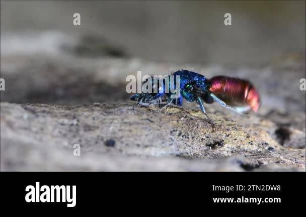 Chrysis Stock Videos & Footage - HD and 4K Video Clips - Alamy