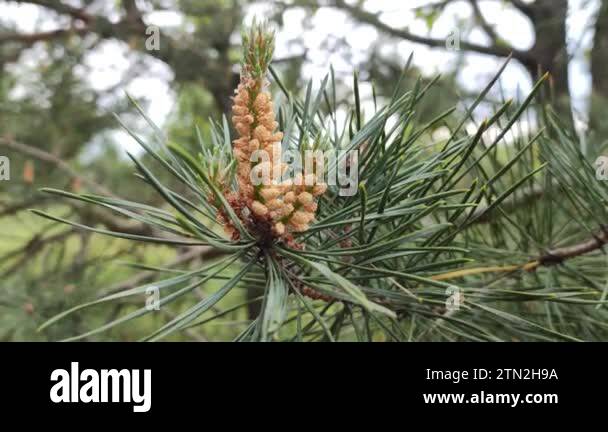pine blossoms. Small young cones looks like amazing flowers on pine ...