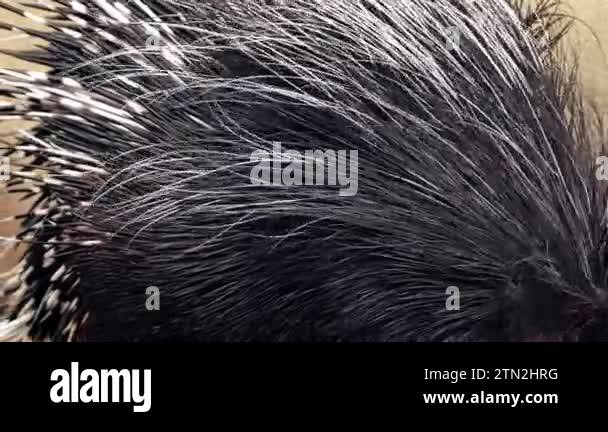 Porcupine spines Stock Videos & Footage - HD and 4K Video Clips - Alamy