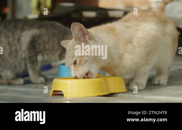 Natures animals Stock Videos & Footage - HD and 4K Video Clips - Alamy